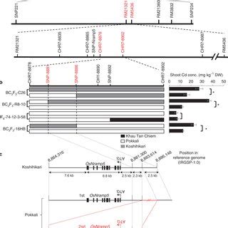 Fine Mapping Of A QTL Gene Responsible For Low Cd Accumulation In Download Scientific Diagram