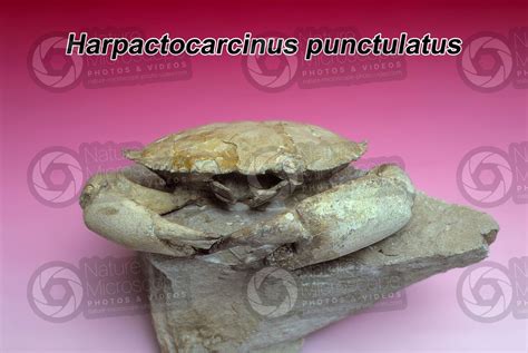 Harpactocarcinus Punctulatus Crustacean Fossil Eocene Crustacea Crustaceans Paleogene