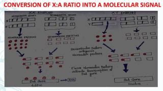 Sex Determination In Drosophila Human PPTX Reproductive Health Diseases And Conditions