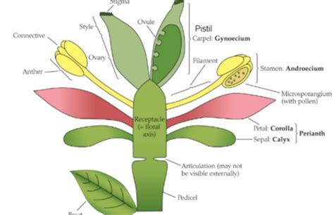 Reproductive Morphology 1 And 2 Flashcards Quizlet