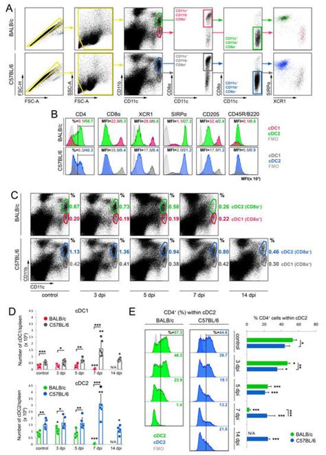 Cells Free Full Text Differential Activation Of Splenic Cdc1 And Cdc2 Cell Subsets Following