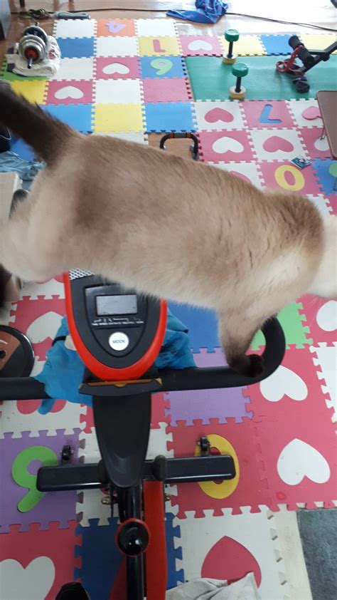 집에서 할만한 하체운동 추천좀요 운동 건강 아싸 에펨코리아