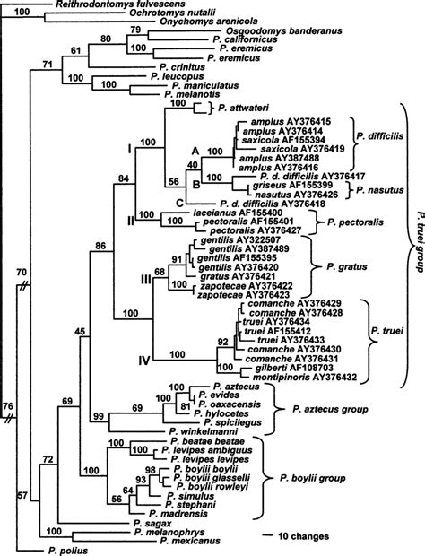 Tree Generated By Bayesian Methods Mrbayes Huelsenbeck And Ronquist Download Scientific