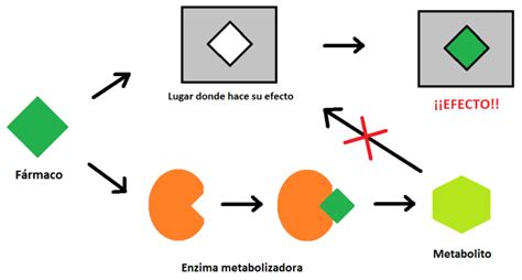 Metabolismo Y Excreción De Los Medicamentos El Medicamento En Nuestro