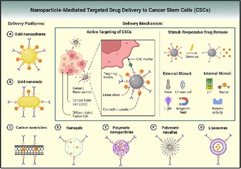 Active Targeting Wherein Ncs Surface Decorated With Ligands Interact Download Scientific