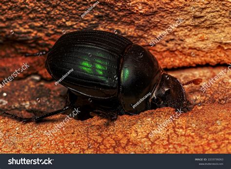 Adult Small Dung Beetle Tribe Coprini Stock Photo Shutterstock