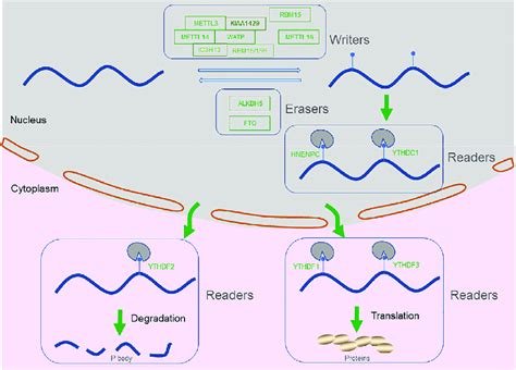 A Schematic Diagram Illustrates The Molecular Mechanisms And Functions Download Scientific