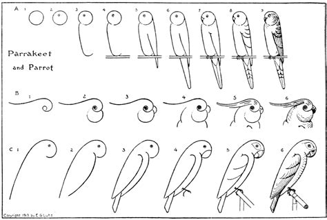 Parrot Drawing Step By Step