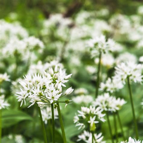 Allium Cowanii Bulbs Unique Blooms For Your Garden 5 Bulbs Pack
