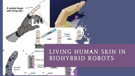 Living Human Skin In Biohybrid Robots