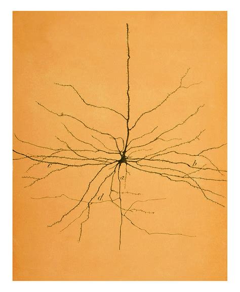 Pyramidal Cells