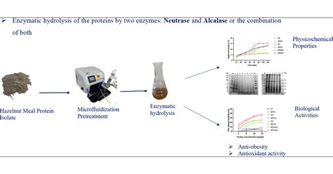 Protein Hydrolysis Reaction