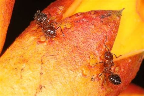 Common Types Of Ants In Texas Pictures Wildlife Informer