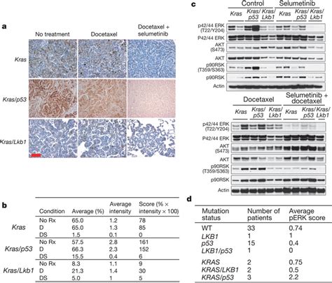 Modulation Of The Mek Erk Pathway In Response To Treatment Is Different Download Scientific