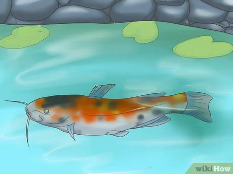 Ways To Remove Turbidity WikiHow Life