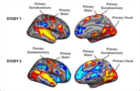 Primary Interoceptive Cortex Activity During Simulated Experiences Of