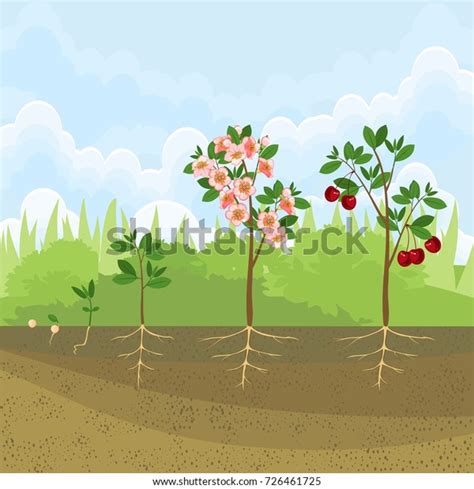 Stages Growth Tree Seed Life Cycle Stock Vector Royalty Free Shutterstock
