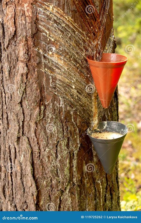 Method Of Collecting Pine Resin Stock Photo Image Of Collection Coniferous 119725262