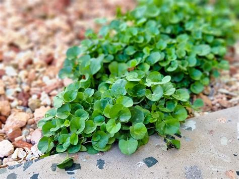 Dichondra Repens Wholesale Nursery Nurseries In Melbourne
