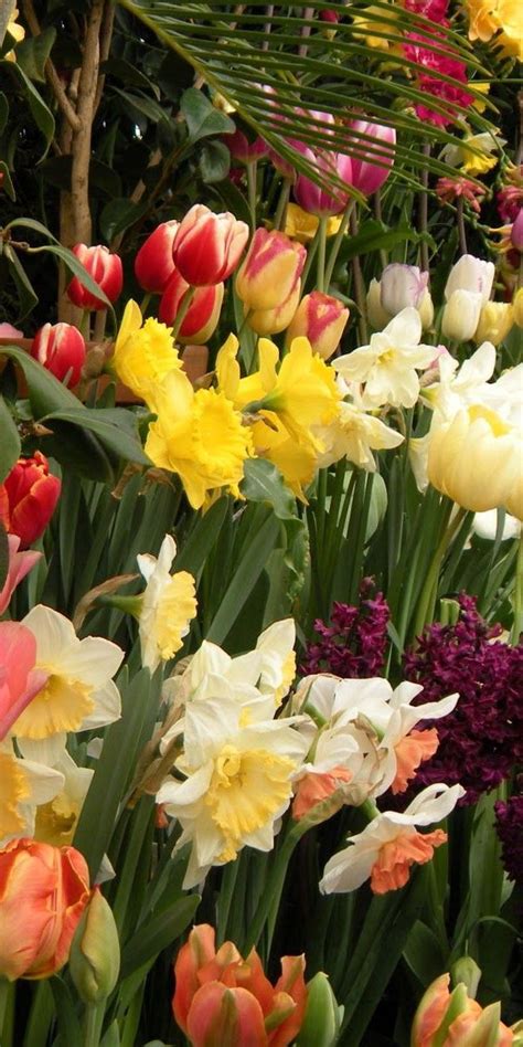 Завантажити шпалери на робочий стіл ПК Тюльпани Гіацинт Зелень Клумба Клумбі Квіти