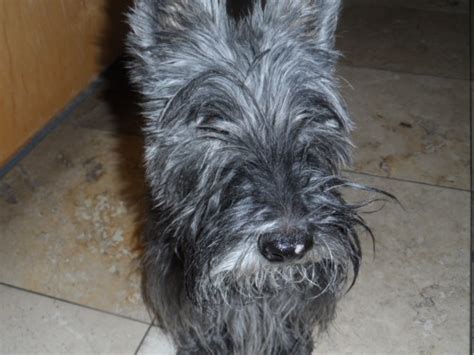 Pericardial Effusion Caused By Hemangiosarcoma The Scottie Chronicles