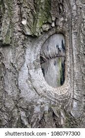 2 423 Trunk Scar Images Stock Photos Vectors Shutterstock