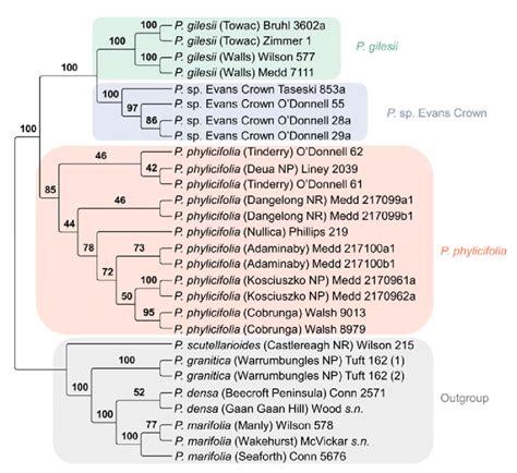 Phylogeny Generated By Svdquartets Analysis Of Dartseq Snp Data For 28