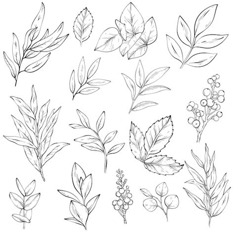 Premium Vector Branches With Leaves And Berries