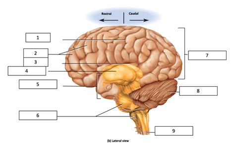 Brain Part 1 Diagram Quizlet