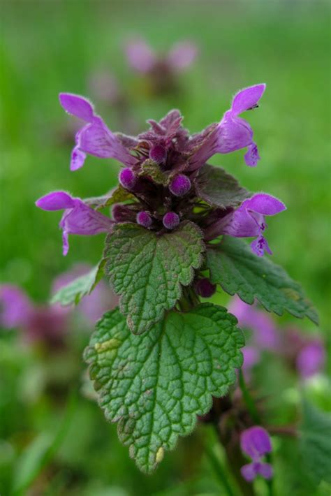 Purple Dead Nettle Nutrition And Recipes Herbal Academy
