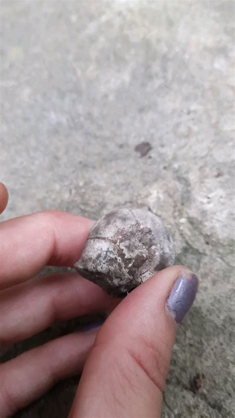 Can Anyone Help Id This Nautiloid Rfossils