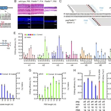Vision Rescue Via Unconstrained In Vivo Prime Editing In Degenerating Neural Retinas Request Pdf