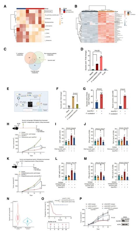 客户案例 If 30：具核梭杆菌通过代谢产物琥珀酸促进结直肠癌免疫治疗耐药 肿瘤细胞 氨基酸代谢 非靶向代谢 脂质 多组学代谢流检测分析 脂肪酸定量 肠道微生物菌群检测 麦特绘谱
