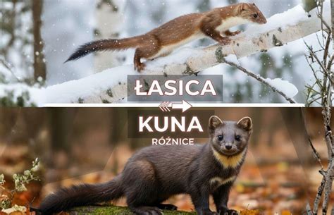 Łasica Czy Kuna Domowa Jak Odróżnić Te Dwa Drapieżniki
