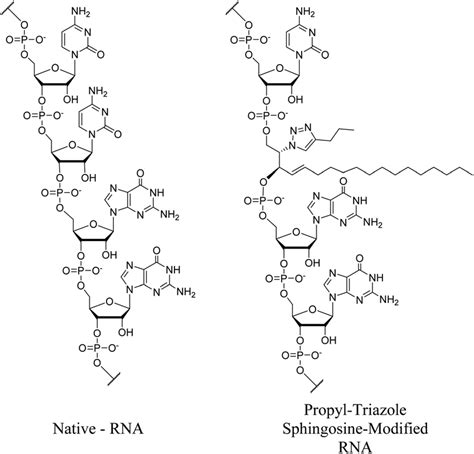 structural differences between native rna and propyl triazole