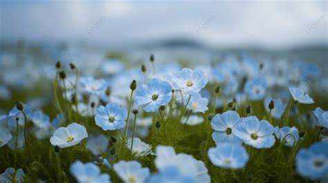 풀밭에 핀 하늘색 꽃 웃는 모습이 귀여운 하늘색 네모필라 꽃 고화질 사진 사진 꽃 배경 일러스트 및 사진 무료 다운로드 Pngtree
