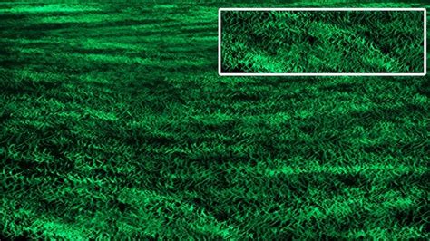How To Draw Grass Background In Adobe Illustrator