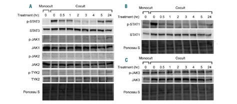 Tofacitinib Inhibits Jak Stat Signaling In Mm Cells In A Time Dependent Download Scientific