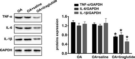 Liraglutide Ameliorates Inflammation In The Knee Oa Rat Model Download Scientific Diagram