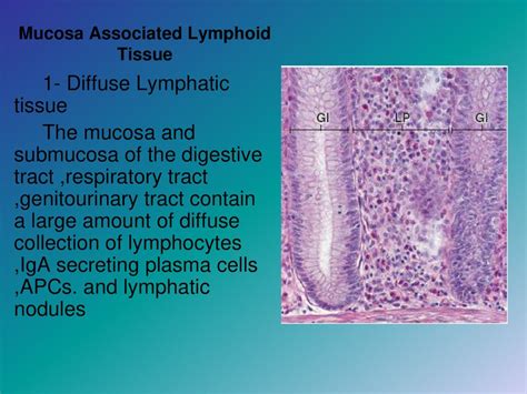 Lymphoid System Ppt Download