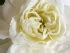 Roses Buy Online Ashwood Nurseries