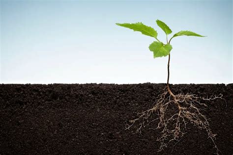 How To Grow A Thriving Tap Root System That Will Last For Minimum 5 Years Gardening Dream