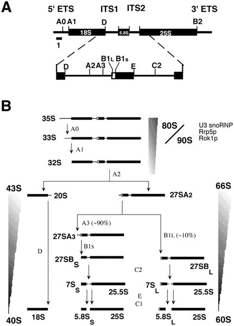 Pre Ribosomal Rna Processing In Scerevisiae A Structure Of The Rdna Download Scientific