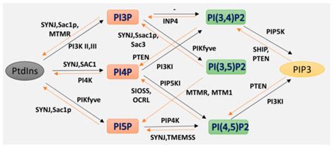 PIP2 Regulation In Cell Encyclopedia MDPI