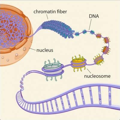 Difference Between Euchromatin And Heterochromatin
