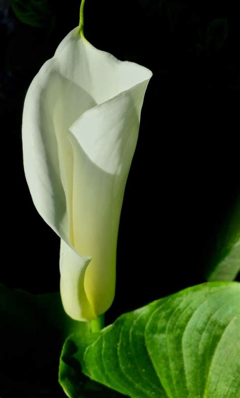 My California Garden Calla Lily In Zone 23