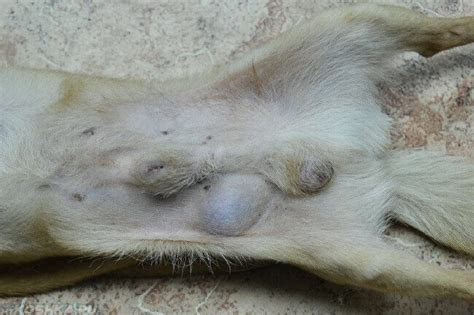 Грыжа у собак пупочная паховая промежностная