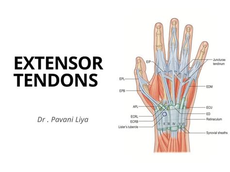 Extensor Tendon Anatomy Injury And Its Mangement Pptx Pptx
