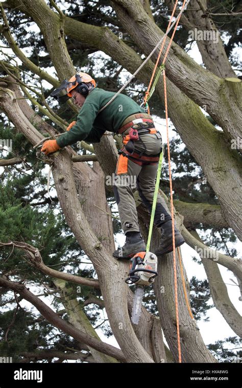 A Tree Surgeon Harnessed To A Large Tree In A Garden Cutting Off Large Branches To Make Ready To