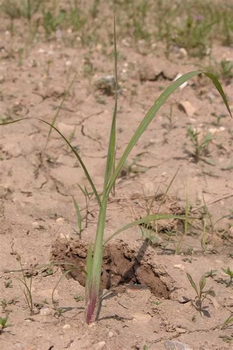 Barnyardgrass Sare